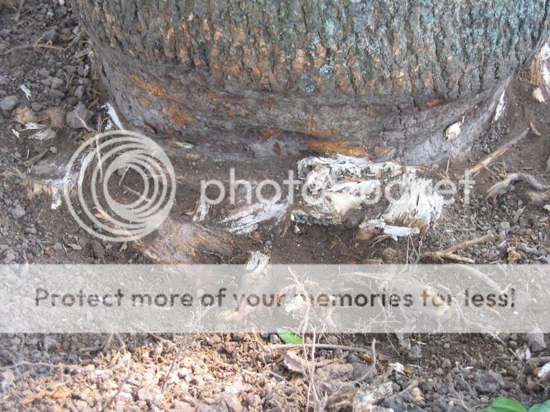 how far down to remove girdling roots go????